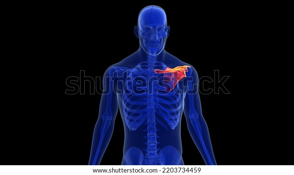 Human Left Right Scapula Bone Anatomy Stock Illustration 2203734459 ...