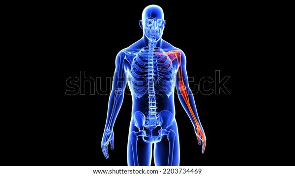 Human Left Right Scapula Bone Anatomy Stock Illustration 2203734469 ...