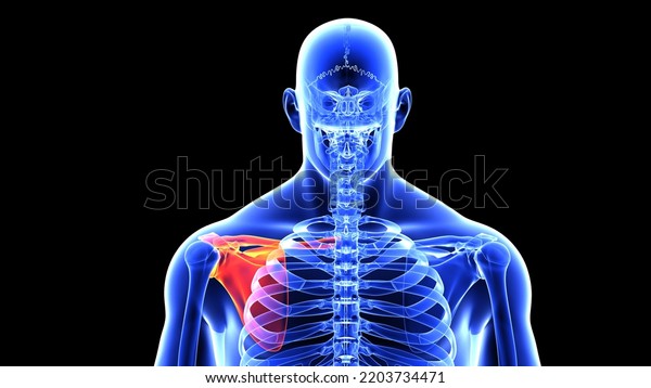 Human Left Right Scapula Bone Anatomy Stock Illustration 2203734471 ...