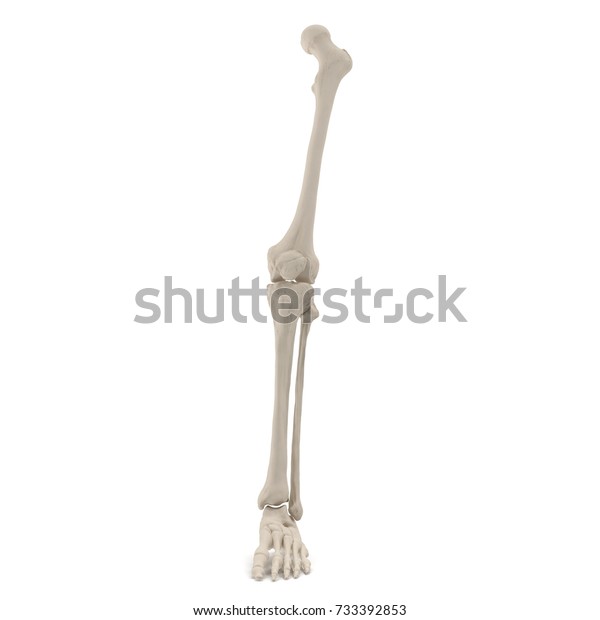 Human Legs Skeleton Bones On White Stock Illustration 733392853 ...