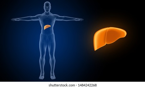 Liver Anterior View 3d Illustration Stock Illustration 1606008229 ...