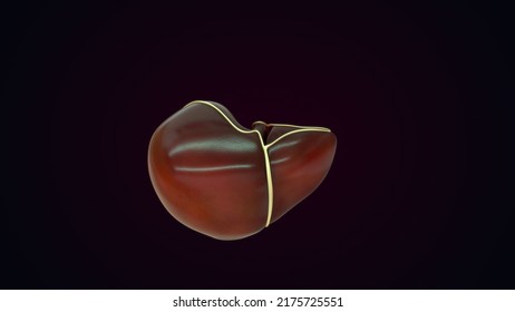 2,154 Human liver function Images, Stock Photos & Vectors | Shutterstock