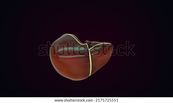 Human Liver Function Front Back Side Stock Illustration 2175725551 ...