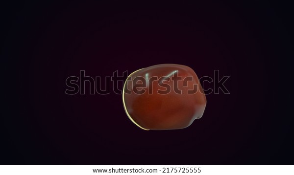 Human Liver Function Front Back Side Stock Illustration 2175725555 ...
