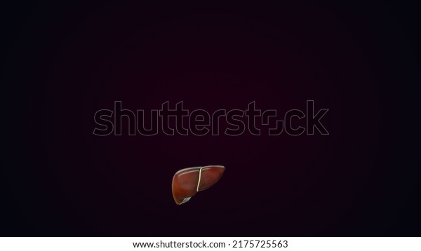 Human Liver Function Front Back Side Stock Illustration 2175725563 ...