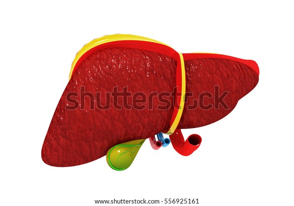 Human Liver3d Render Stock Illustration 556925161