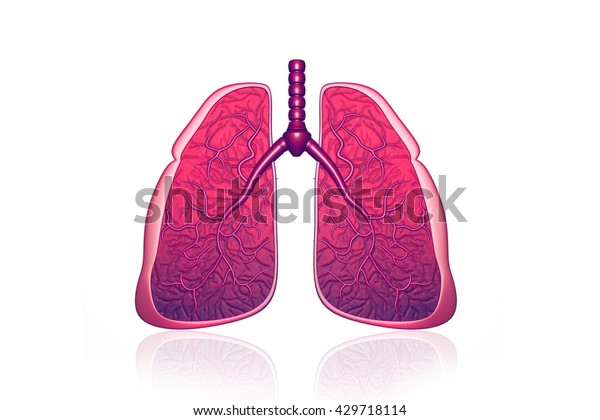 Human Lungs Cross Section3d Render Stock Illustration 429718114