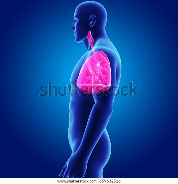 Human Lungs Lateral View 3d Illustration Stock Illustration 659632516 ...