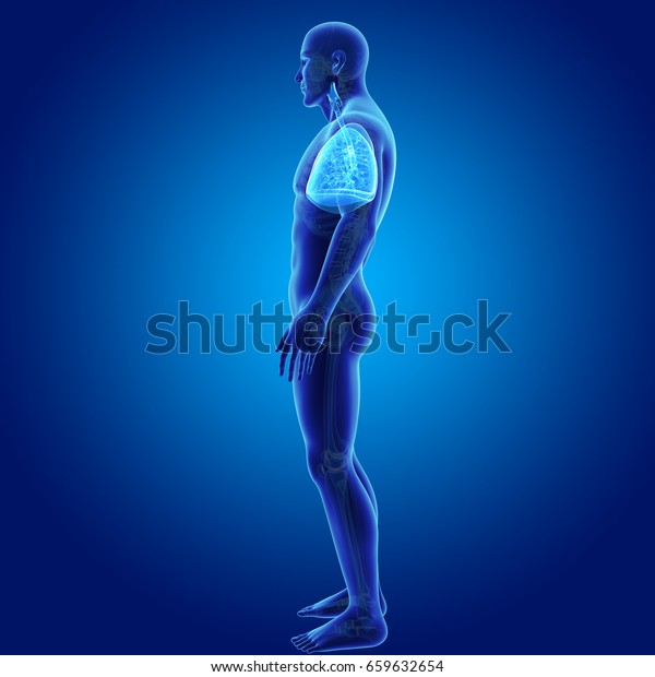 Human Lungs Lateral View 3d Illustration: ilustración de stock ...