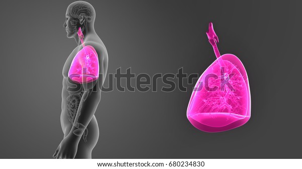 Human Lungs Lateral View 3d Illustration Stock Illustration 680234830 ...