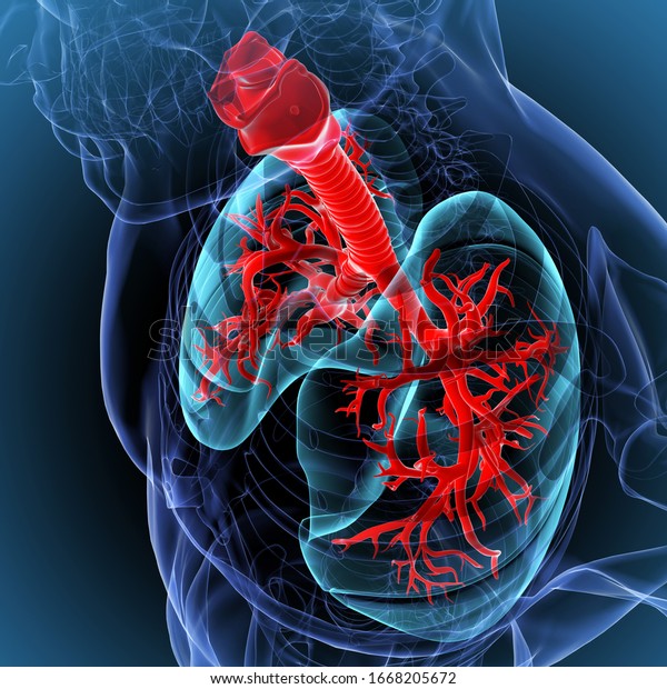 Human Lungs Skeleton 3d Render Stock Illustration 1668205672 | Shutterstock