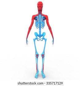 Human Muscles Skeleton Stock Illustration 335717129