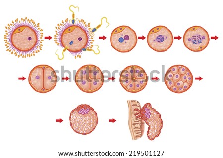 Human Ontogeny Fertilization Developmental Stage Embryology Stock ...