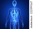 Human Body Organs Photos and Images | Shutterstock