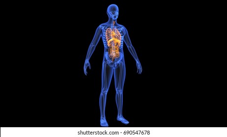 Human Organs 3d Render Stock Illustration 690547678 | Shutterstock