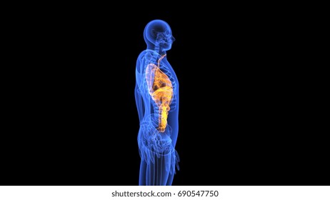 Human Organs 3d Render Stock Illustration 690547750 | Shutterstock