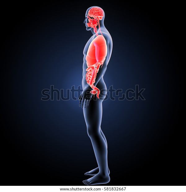 Human Organs Lateral View 3d Illustration: ภาพประกอบสต็อก 581832667 ...