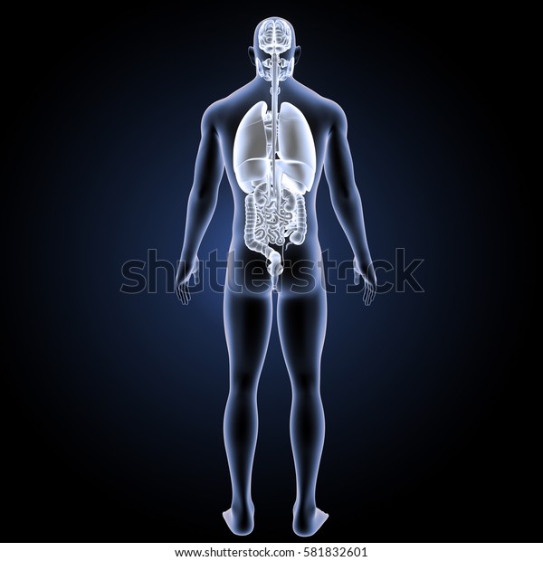 Human Organs Posterior View 3d Illustration Stock Illustration ...