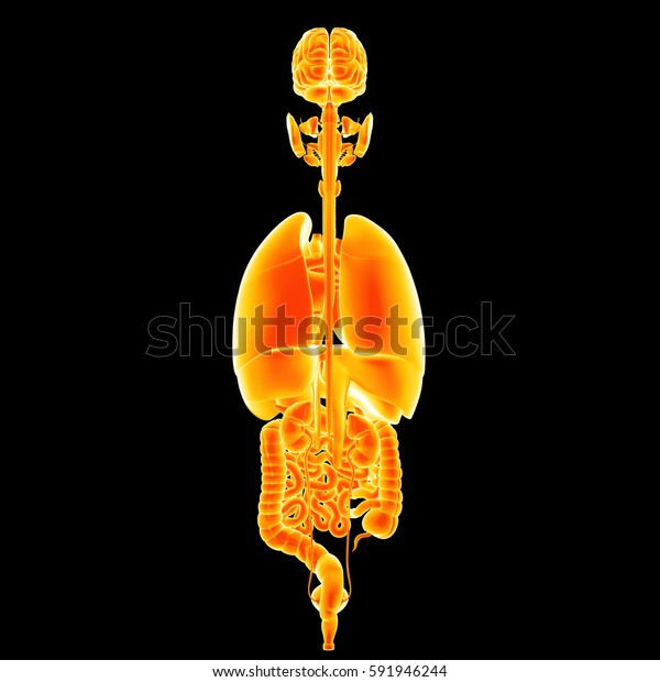 Human Organs Posterior View 3d Illustration Stock Illustration ...
