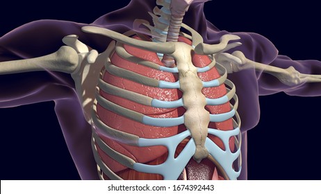 3d Rendering Medical Illustration Female Scapula Stock Illustration ...
