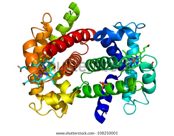 Human Oxyhemoglobin Molecular Structure Stock Illustration 108250001 ...