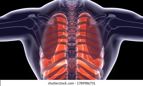 Human Respiratory System 3d Rendering Stock Illustration 1789986731 ...