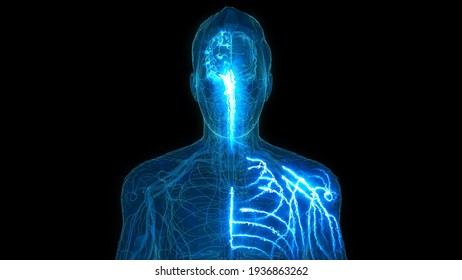 Human Brain Receiving Impulse Body 3d Stock Illustration 1936863265 ...