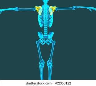 93 Frozen shoulder anatomy Stock Illustrations, Images & Vectors ...