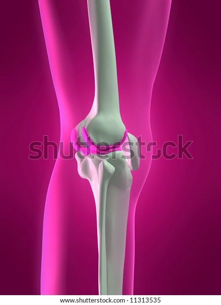 Human Skeletal Knee Side View Stock Illustration 11313535
