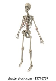 Full Length Portrait Human Skeleton Isolated Foto Stok 365180039 ...