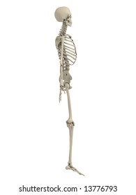 Male Human Skeleton Side View: ภาพประกอบสต็อก 149433719 | Shutterstock
