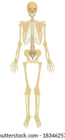 Ilustrasi Stok Infographic Diagram Lower Half Human Skeleton 1135118741 ...