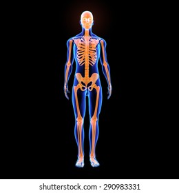 3d Illustration Human Body Skeleton Anatomy 스톡 일러스트 735203404 ...