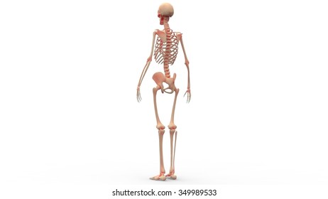 Ilustrasi Stok Human Anatomy Exploded View Deconstructed Separate ...
