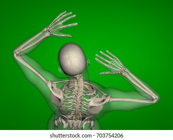 Human Skeleton 3d Model Green Background: ภาพประกอบสต็อก 703754206 ...