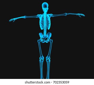 Human Skeleton 3d Render Stock Illustration 702353059 | Shutterstock
