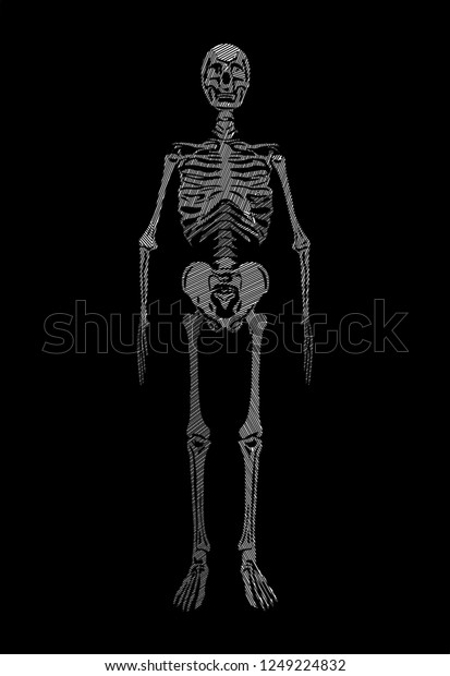 Human Skeleton Anatomy Stock Illustration 1249224832 | Shutterstock