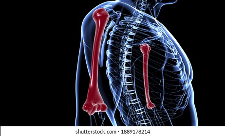 Rig Cage Human Skeleton System Anatomy Stock Illustration 1548939722 ...