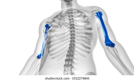 Human Skeleton Anatomy Humerus Bone 3d Stock Illustration 1922274845 ...