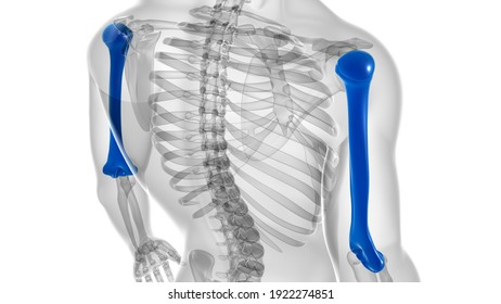 Human Skeleton Anatomy Humerus Bone 3d Stock Illustration 1922274851