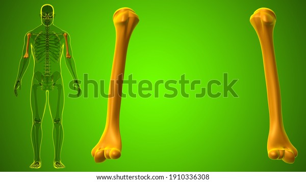 Human Skeleton Anatomy Humerus Bone 3d Stock Illustration 1910336308 ...