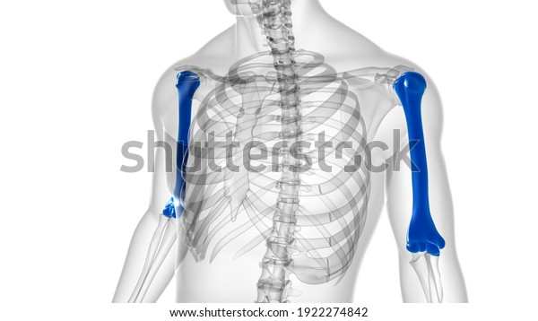 Human Skeleton Anatomy Humerus Bone 3d Stock Illustration 1922274842 ...