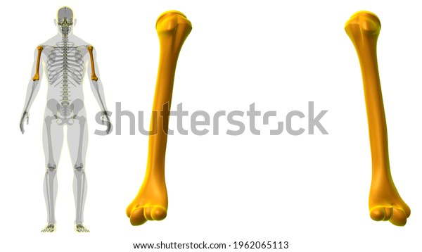 Human Skeleton Anatomy Humerus Bone 3d Stock Illustration 1962065113 ...