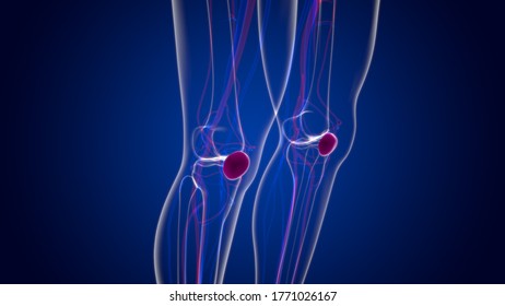 Human Skeleton Anatomy Patella Bone 3d Stock Illustration 1771026167 ...