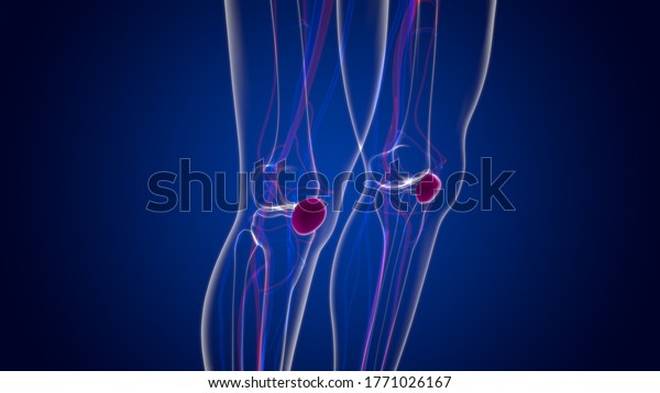 Human Skeleton Anatomy Patella Bone 3d Stock Illustration 1771026167 ...