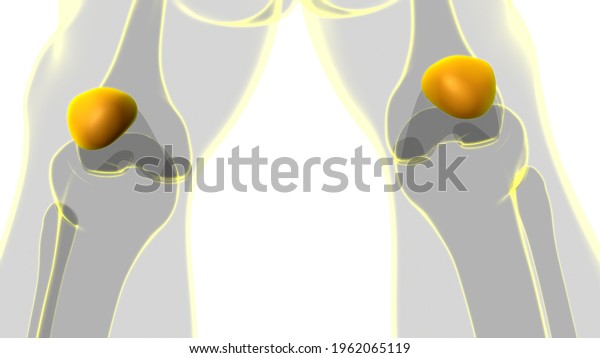 Human Skeleton Anatomy Patella Bone 3d: ภาพประกอบสต็อก 1962065119 ...