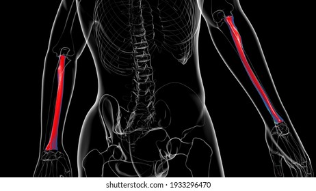 Human Skeleton Anatomy Radius Bone 3d Stock Illustration 1933296470