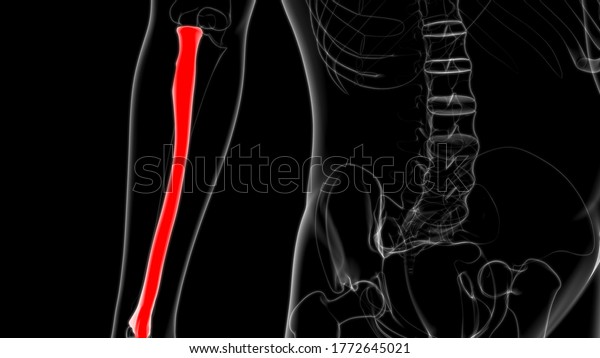 Human Skeleton Anatomy Radius Bone 3d Stock Illustration 1772645021 ...
