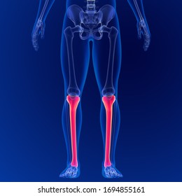 Human Skeleton Anatomy Tibia Bone 3d Stock Illustration 1694855161 ...