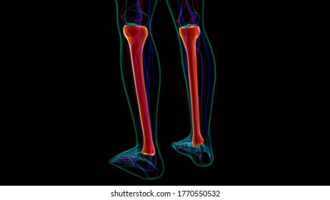 Human Skeleton Anatomy Tibia Bone 3d Stock Illustration 1770550532 ...
